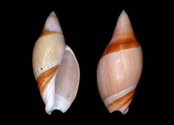 涡螺总科 Volutacea 蓝色动物学（中国动物学科普）